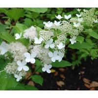 Гортензия метельчатая "White Goliath" - купить саженцы в питомнике ...