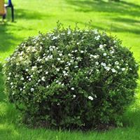 Лапчатка кустарниковая "Abbotswood" - купить саженцы в питомнике ...