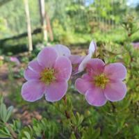 Лапчатка кустарниковая "Lovely Pink" - купить саженцы в питомнике ...